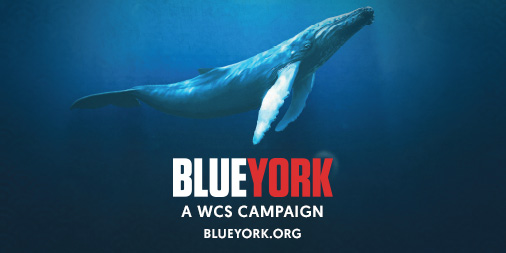 Blue York: Discover the sea that never sleeps